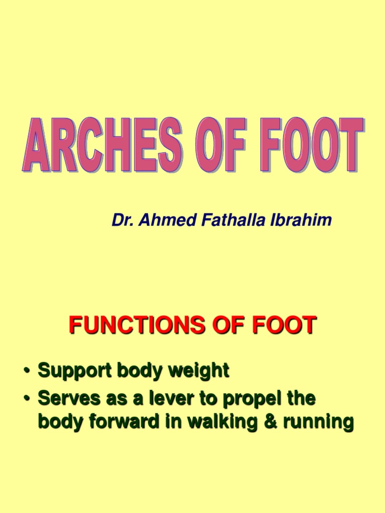 Arches of Foot | PDF | Foot | Lower Limb Anatomy