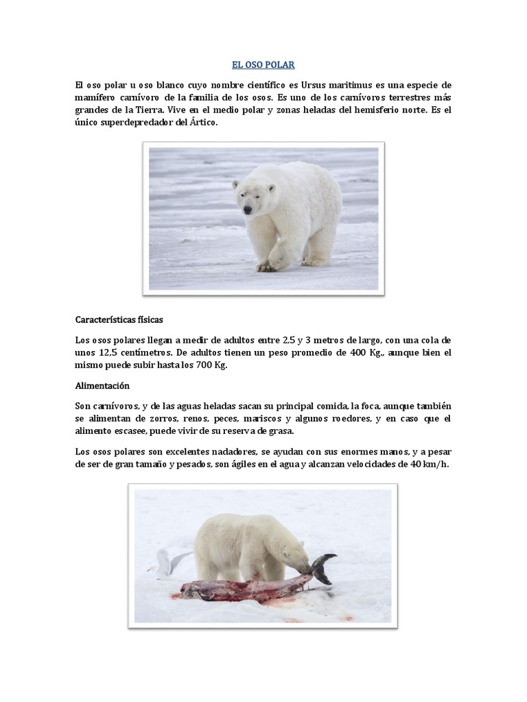 El Oso Polar | PDF