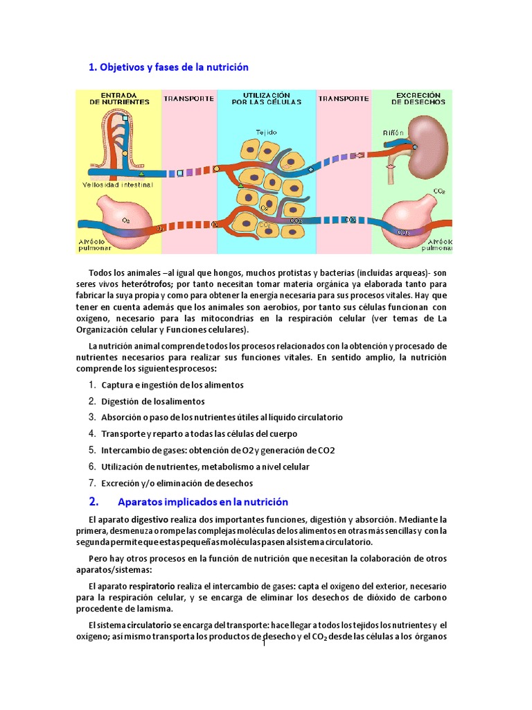 BG Tema 14B - Nutrición Animal | PDF | Digestión | Sistema digestivo humano