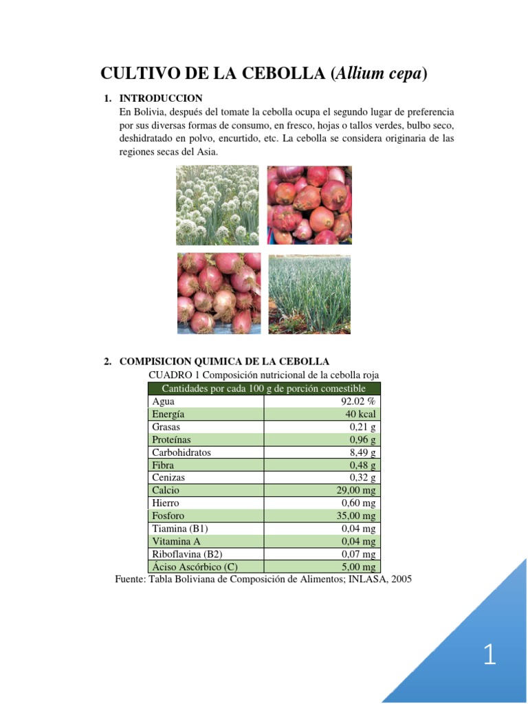 PDF Cebolla | PDF | Cebolla | Alimentos