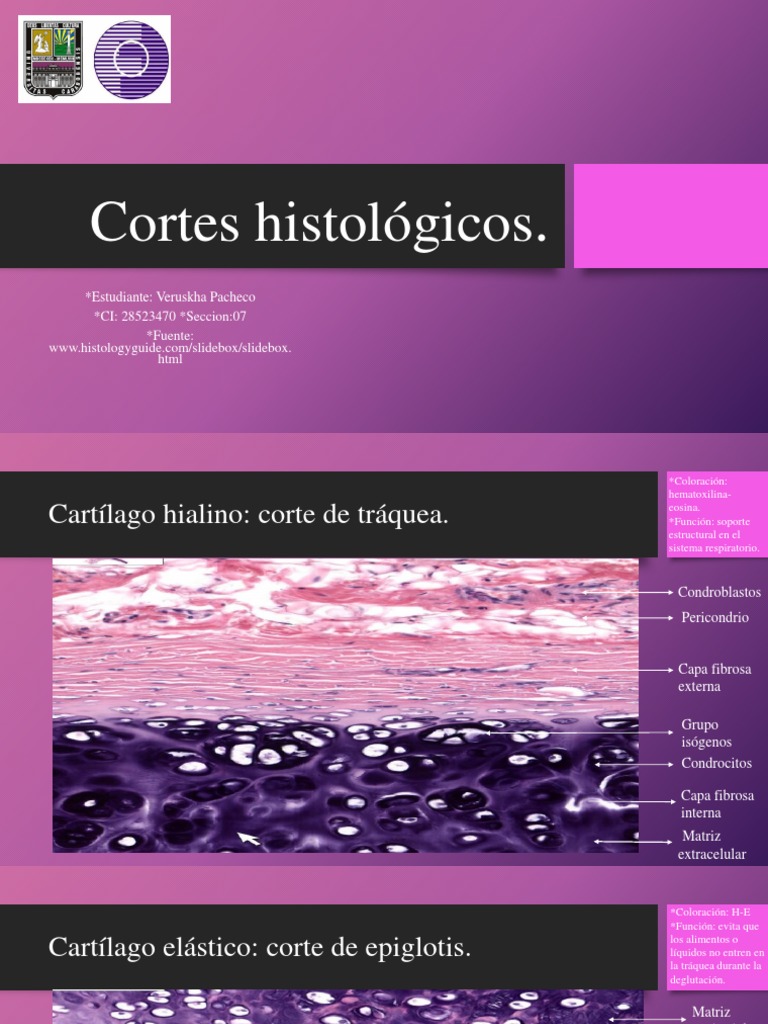 Cortes Histologicos | PDF | Cartílago | Hueso