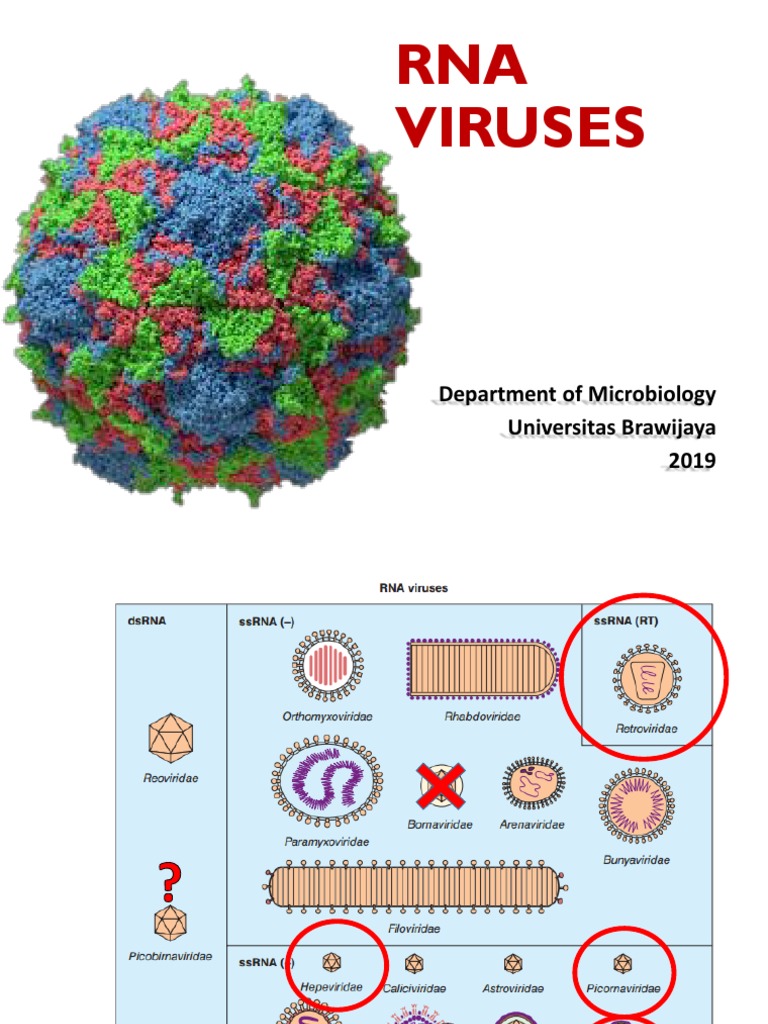 Medical Virology (RNA Viruses) | PDF | Poliomyelitis | Hiv/Aids