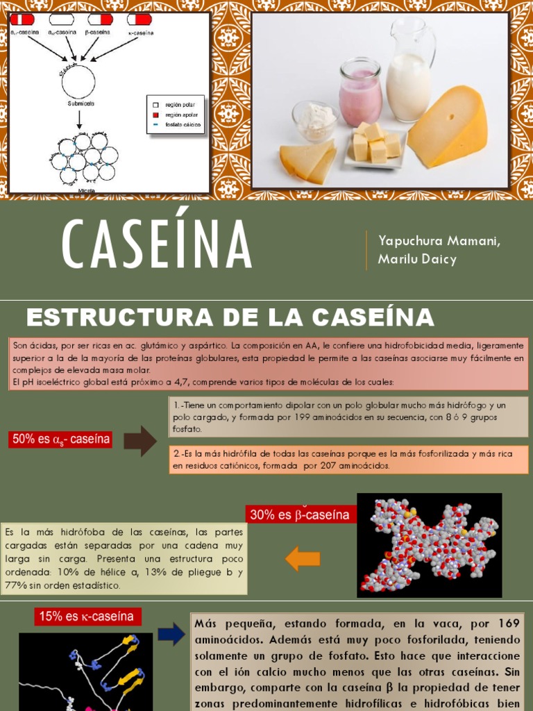 Caseína: estructura, micelas y funciones principales | PDF | Nutrientes ...