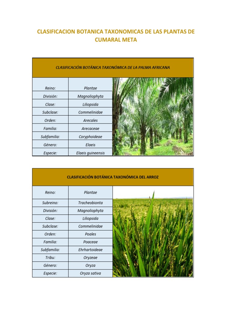 Fichas Taxonómicas | PDF | Arecaceae | Plantas