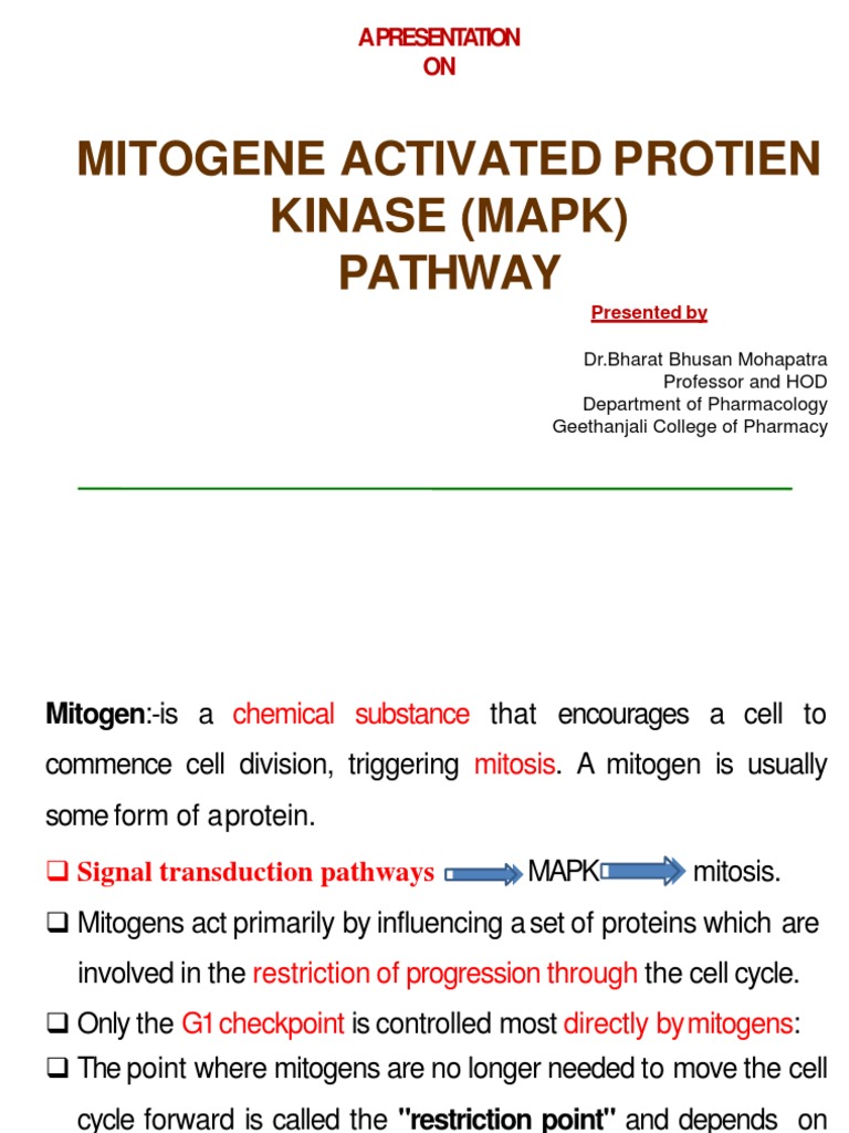 An Insightful Overview of the Mitogen Activated Protein Kinase (MAPK ...