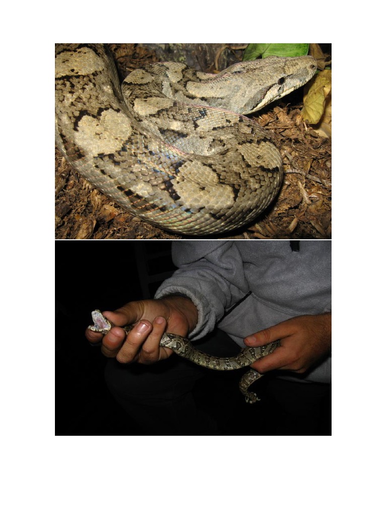 El Macanche | PDF | Serpiente | Organismos