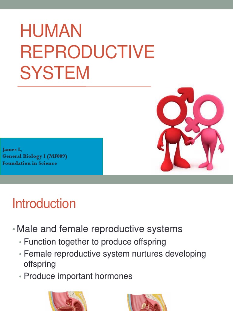 MF009 6B Human Reproduction System James L | Download Free PDF ...
