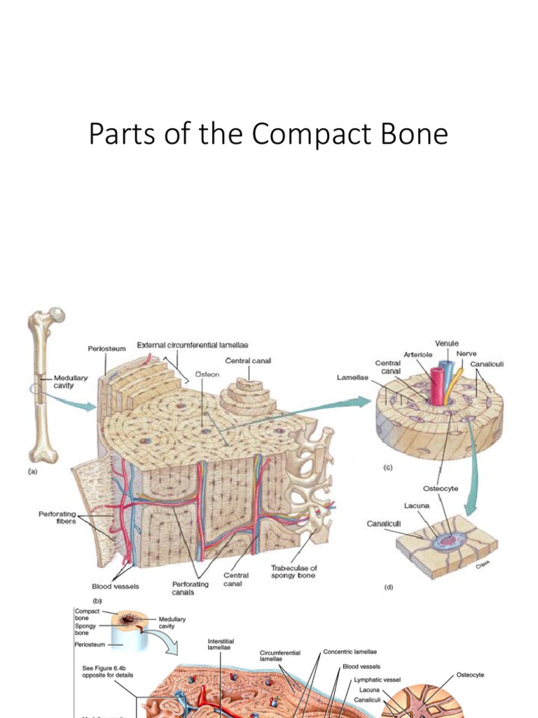 Parts of Compact Bone | PDF