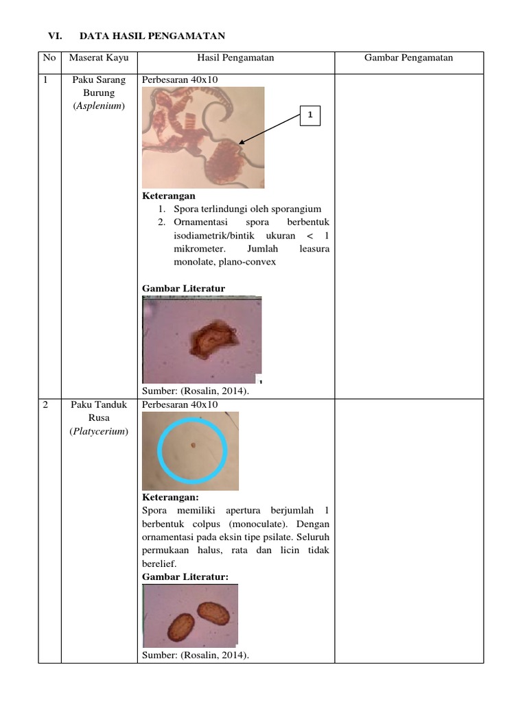 Laporan Sediaan Preparat Awetan Maserasi Kayu | PDF