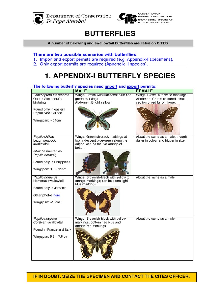 Butterflies: There are two possible scenarios with butterflies ...