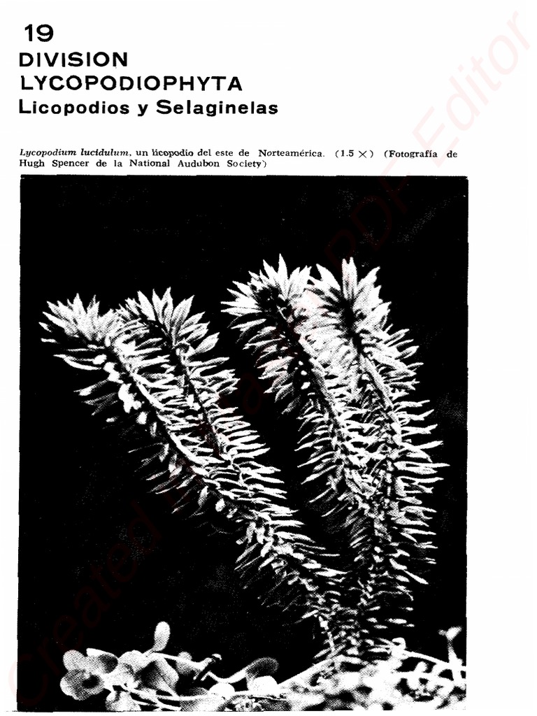 Características de Licopodios y Selaginelas | PDF | Tallo de la planta ...