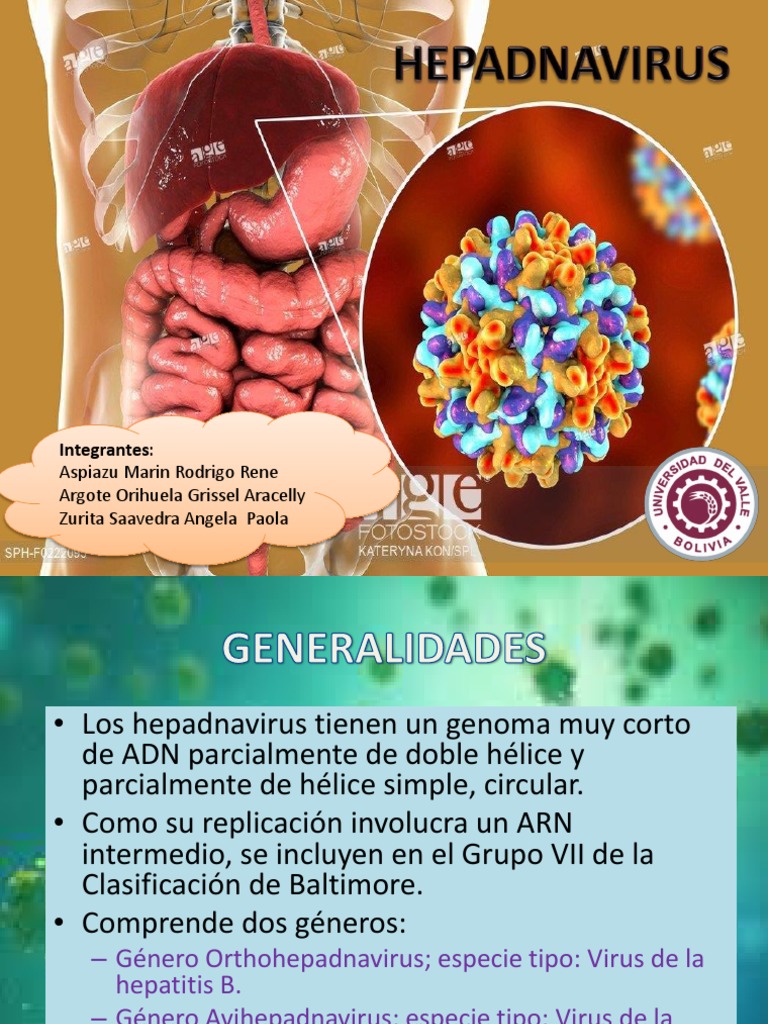 HEPADNAVIRUS | PDF | Hepatitis B | Hepatitis