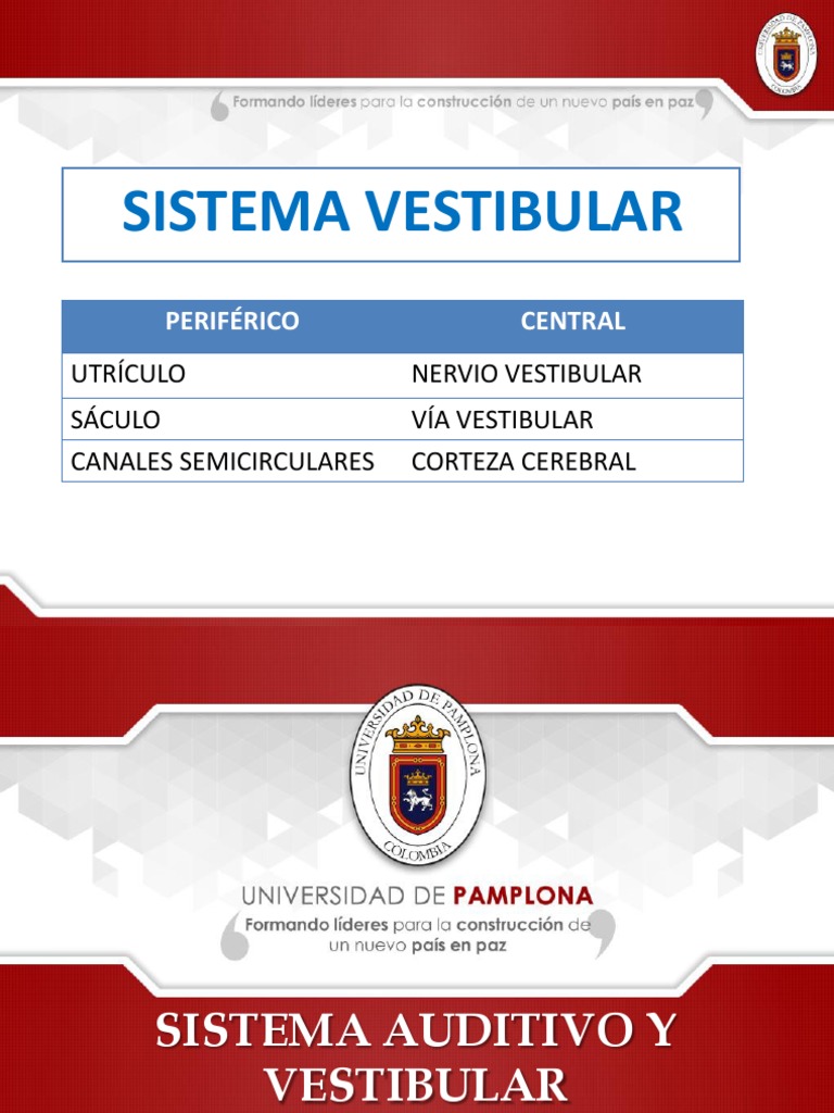 Sistema Auditivo y Vestibular: Anatomía y Funciones | PDF | Oído | Cerebro