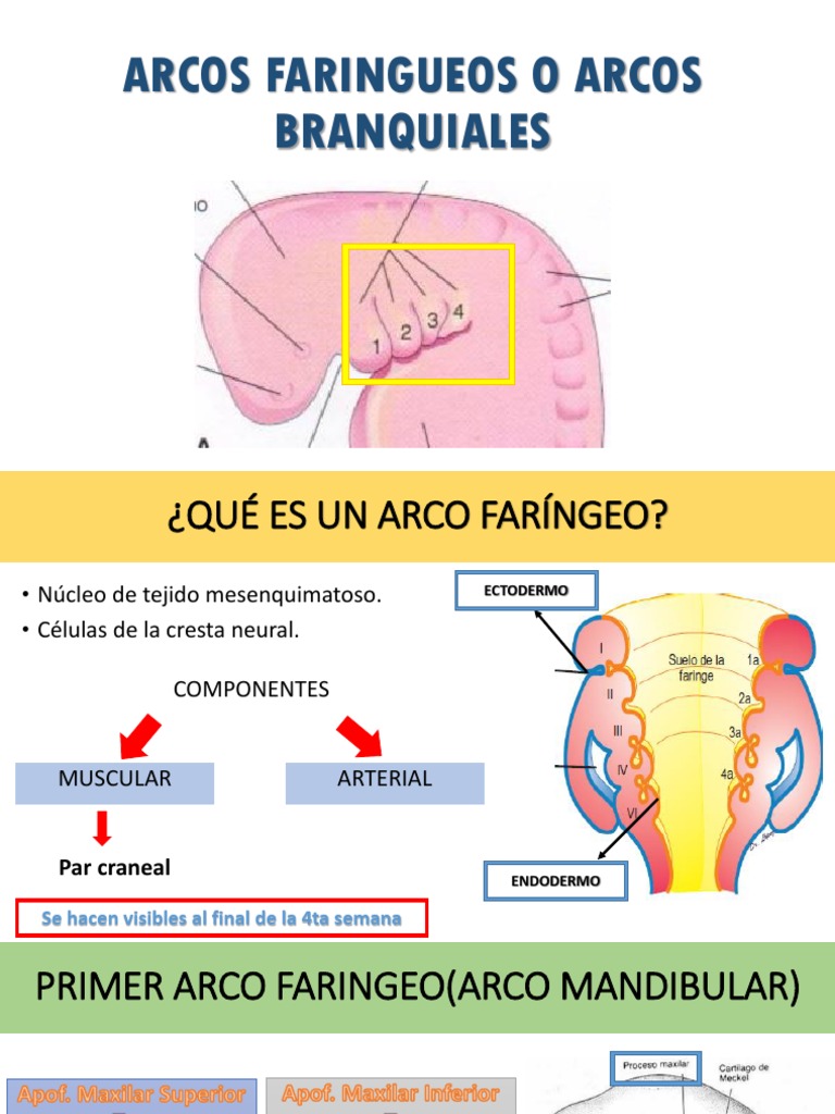 Arcos Faringueos o Arcos Branquiales | PDF