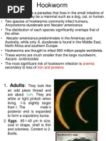 Hookworm Morphology and Species Overview | PDF | Organisms | Wellness