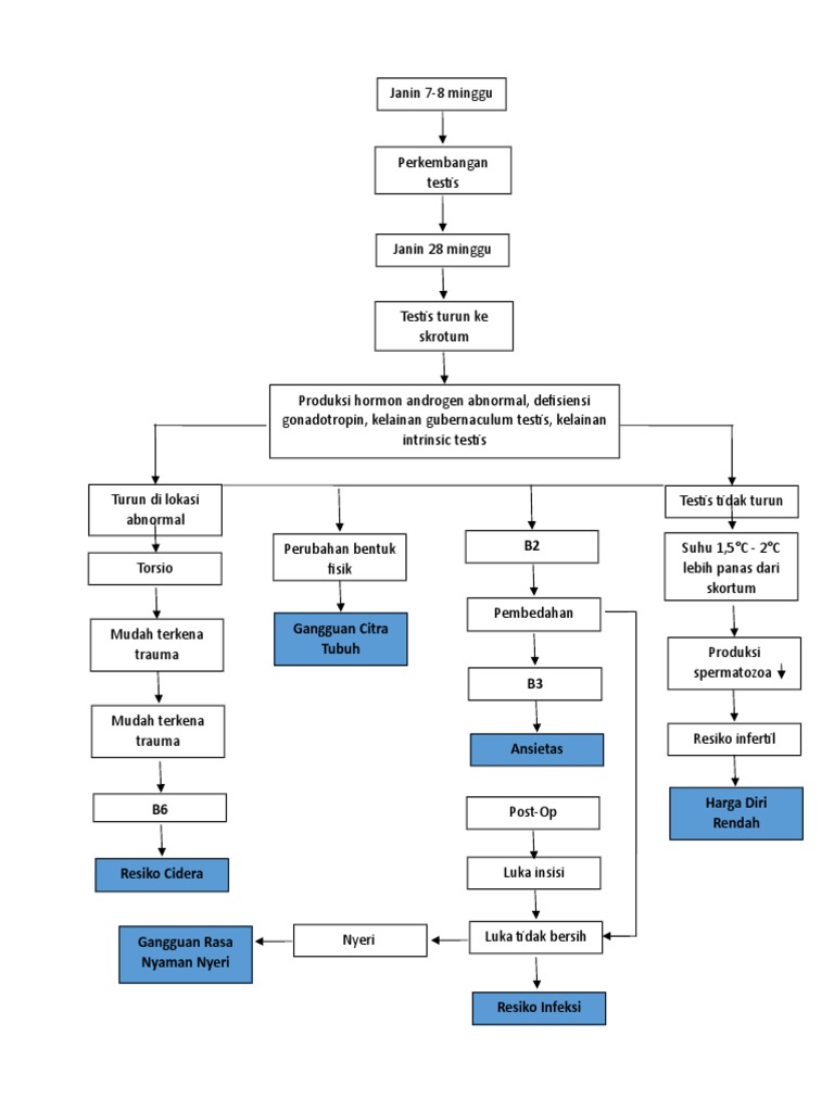 Pathway Kriptorkidisme | PDF
