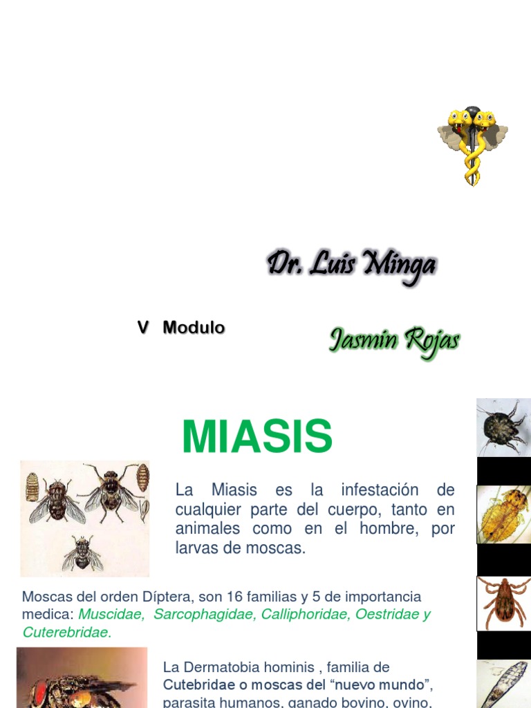 Miasis Avance | PDF | Especialidades Medicas | Medicina CLINICA