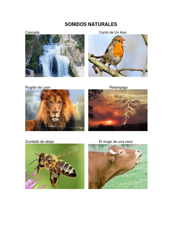 Sonidos Naturales y Artificiales | PDF