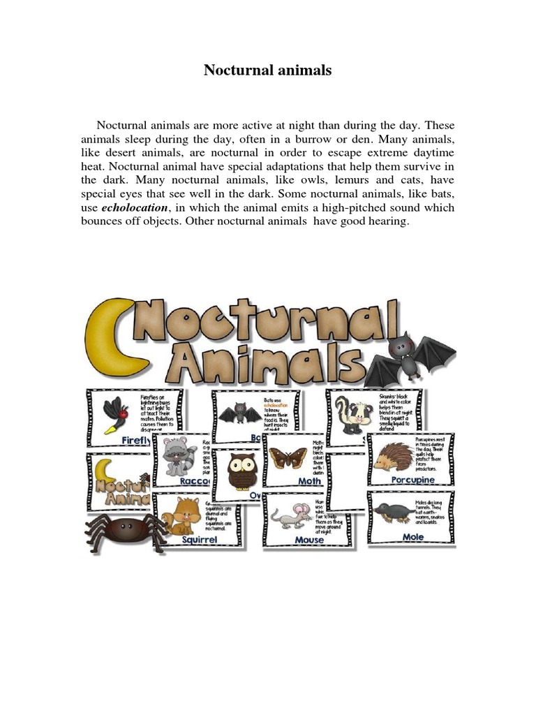 Exploring the Unique Adaptations and Characteristics of Nocturnal ...