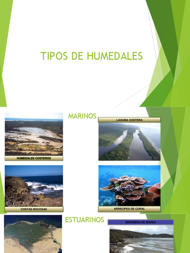 Tipos de humedales en geomorfología | Humedal | lago