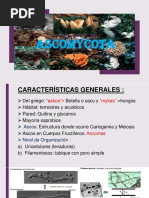 Comparativa Ascomycota y Basidiomycota | PDF | Hongo | Eucariotas