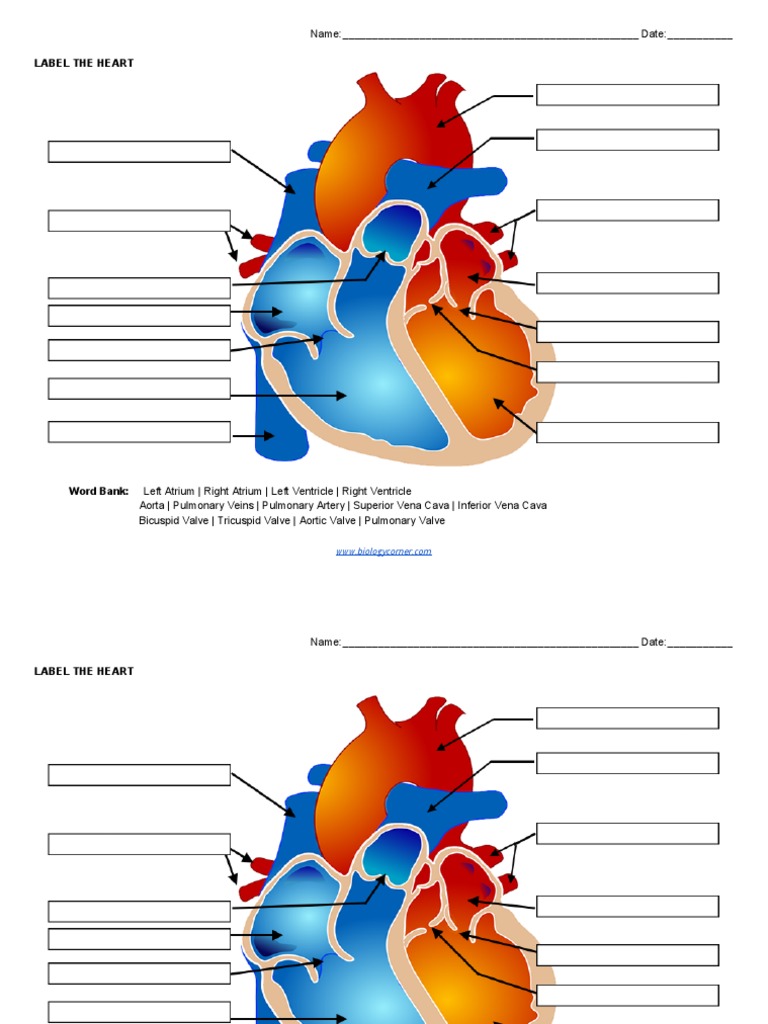 Heart | PDF