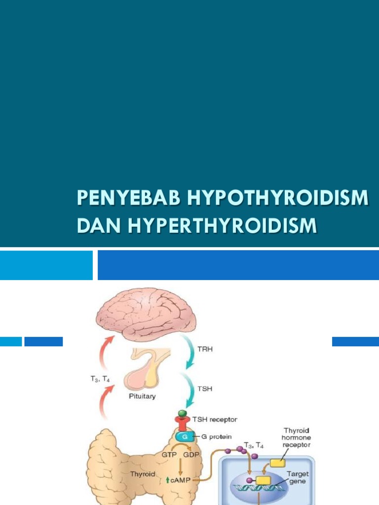 Penyebab Hypothyroidism Dan Hyperthyroidism | PDF