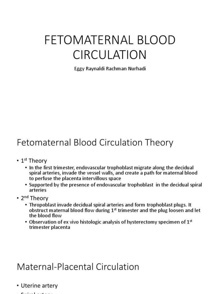 Fetomaternal Blood Circulation | PDF