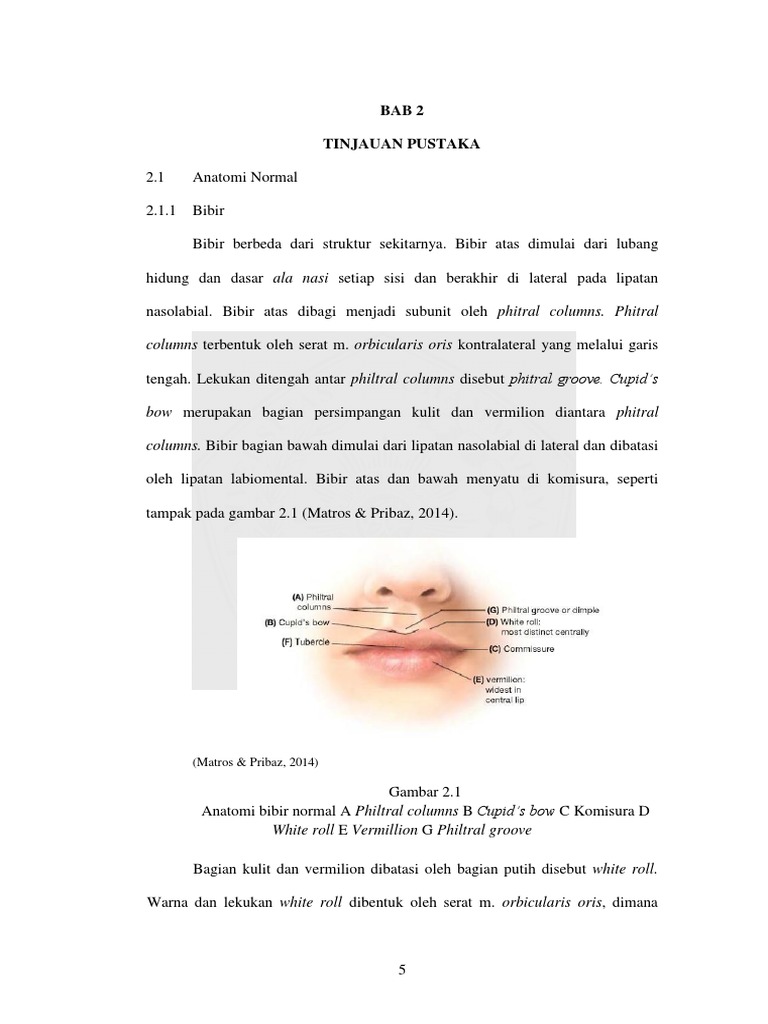 Anatomi dan Embriologi Bibir dan Langit-langit | PDF