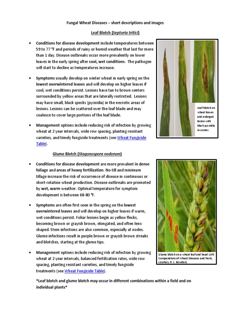 Wheat Diseases - Short Descriptions and Images PDF | PDF | Pest ...