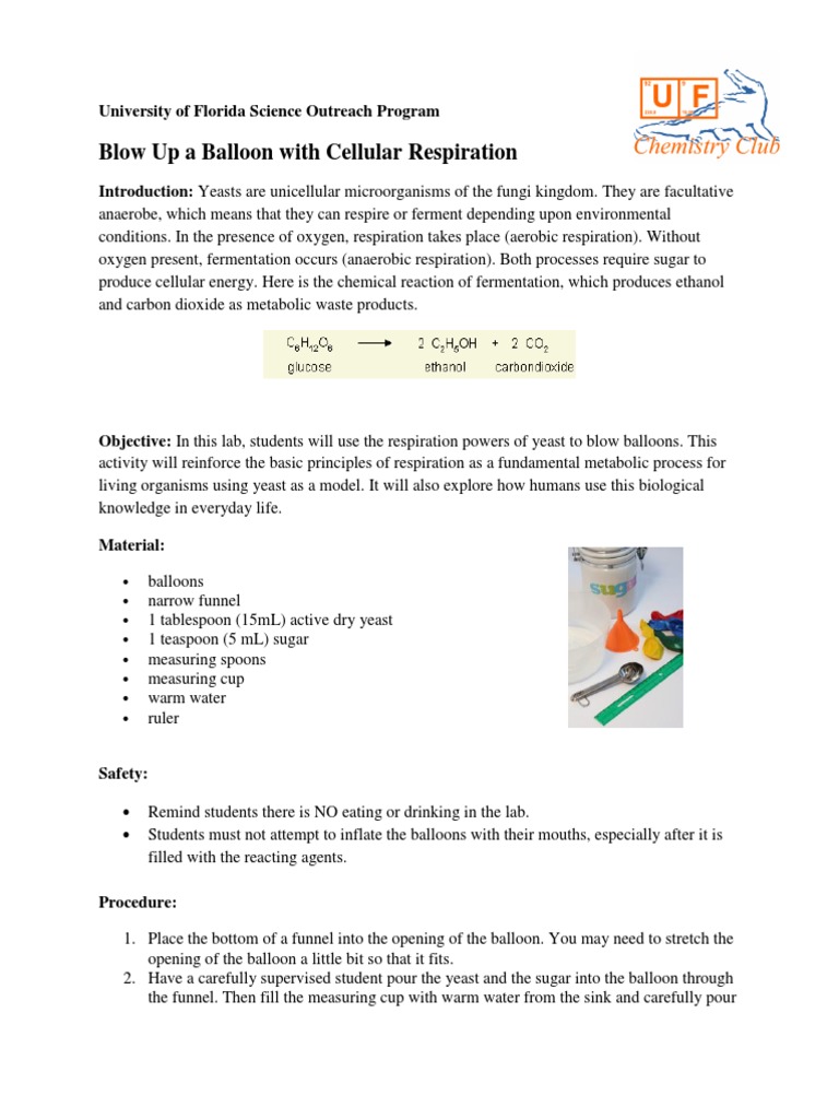 Blow Up A Balloon With Cellular Respiration PDF | PDF | Yeast ...