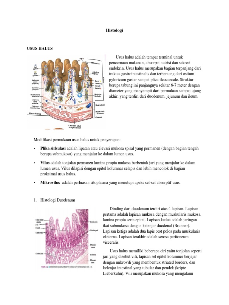 Struktur dan Fungsi Mikrovili Usus Halus | PDF | Sains & Matematika