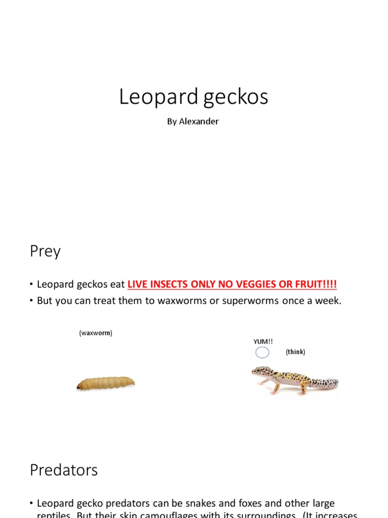 Leopard Geckos 1 | PDF