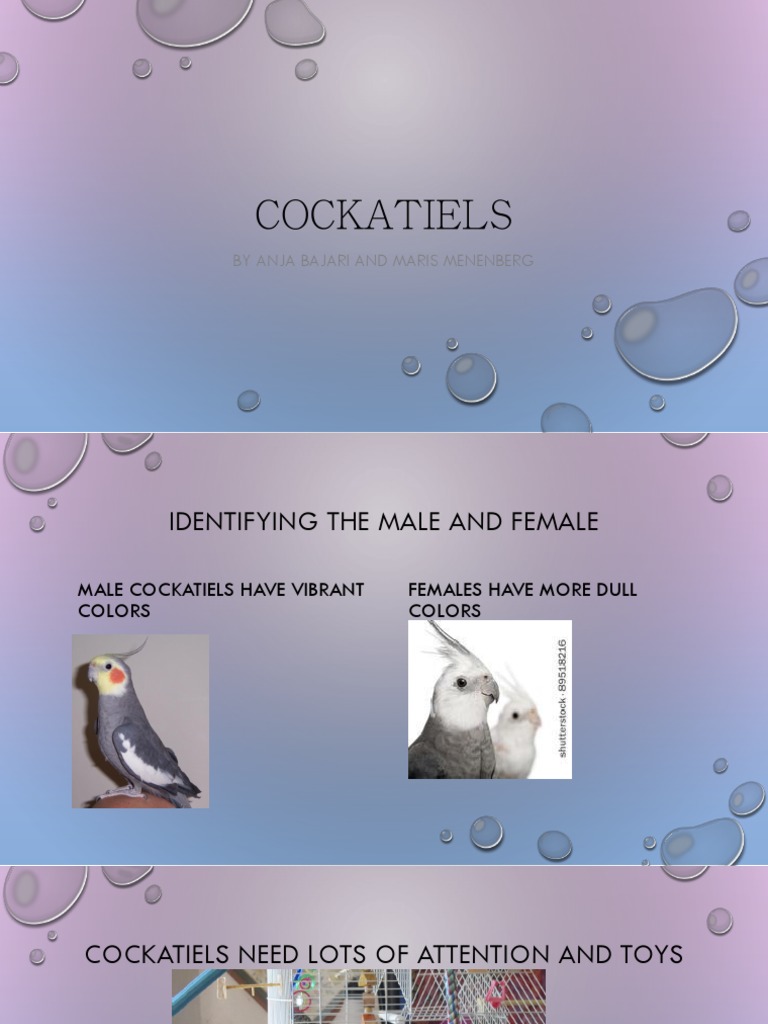 Cockatiel Care by Anja Bajari | PDF | Nature