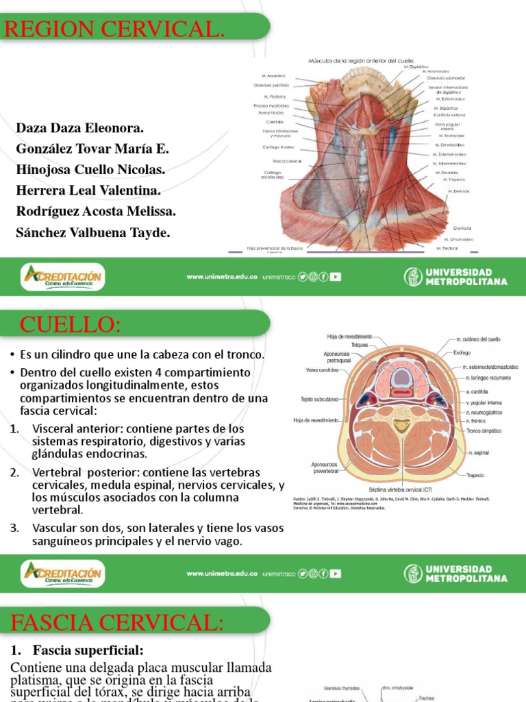 Anatomia Del Cuello | PDF | Anatomía humana | Tejido suave