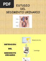 Sistema Urinario Sopa D Letras | PDF