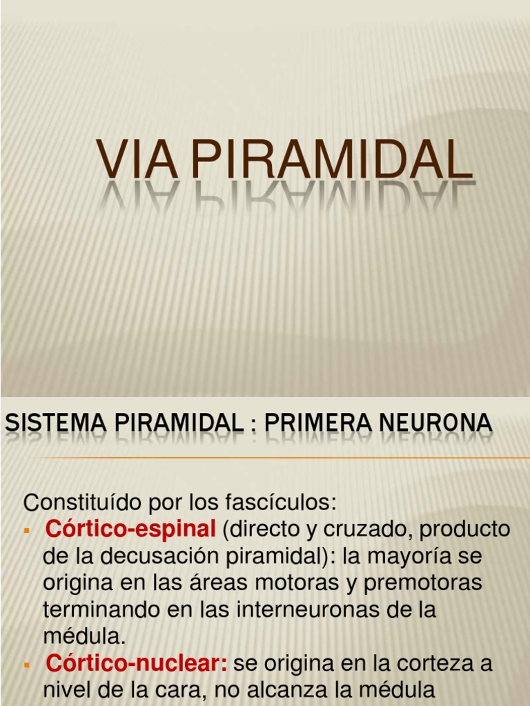 Sistema piramidal: estructura, funciones y alteraciones | PDF | Médula ...