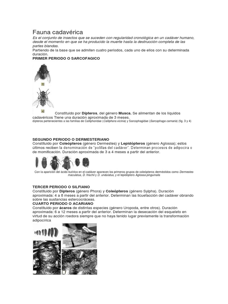 Fauna Cadavérica Y Procesos De Licuefacción Pdf