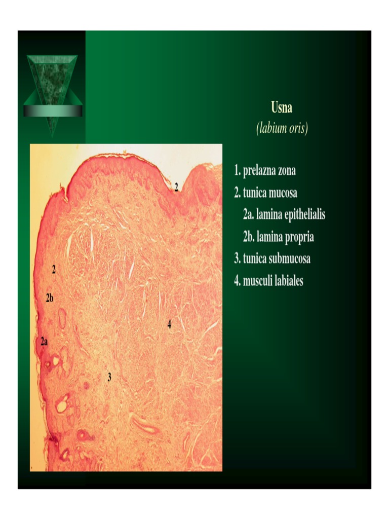 Probavni Sistem Aparatus Digestorius | PDF