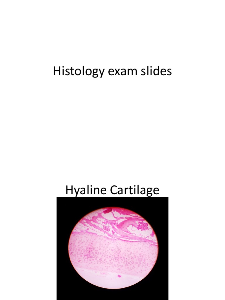 Histology Slides | PDF