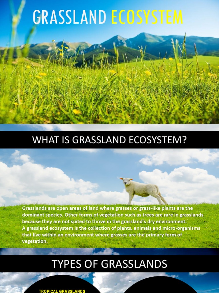 Grassland Ecosystem Pdf Grassland Savanna