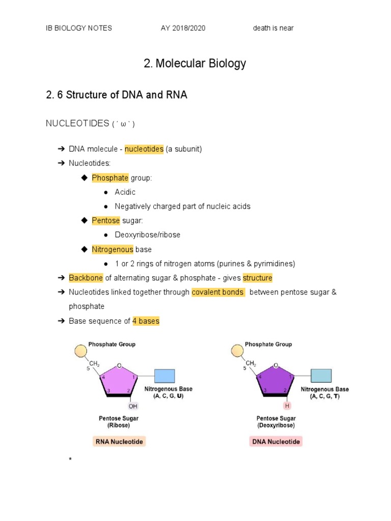 Biology Notes - 2. Molecular Biology | PDF | Cellular Respiration ...