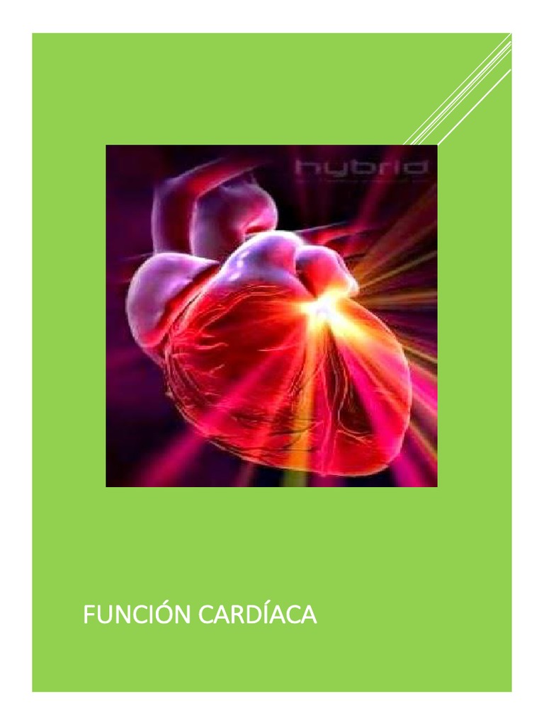 Anatomía y función del corazón de sapo | PDF | Ventrículo (corazón ...