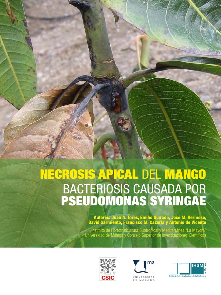 Necrosis Apical Del Mango PDF | PDF | Tallo de la planta | Hoja