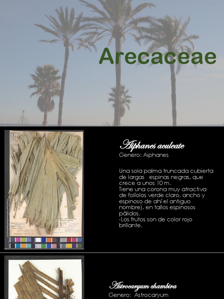 Arecaceae | PDF | Arecaceae | Hoja