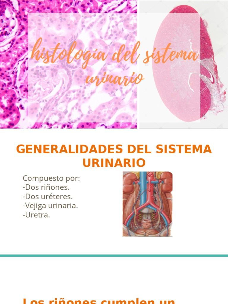 histologia del sistema urinario | Riñón | Sistema urinario