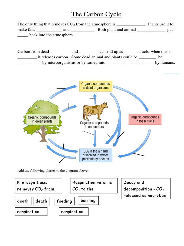 Carbon Cycle Worksheet | PDF