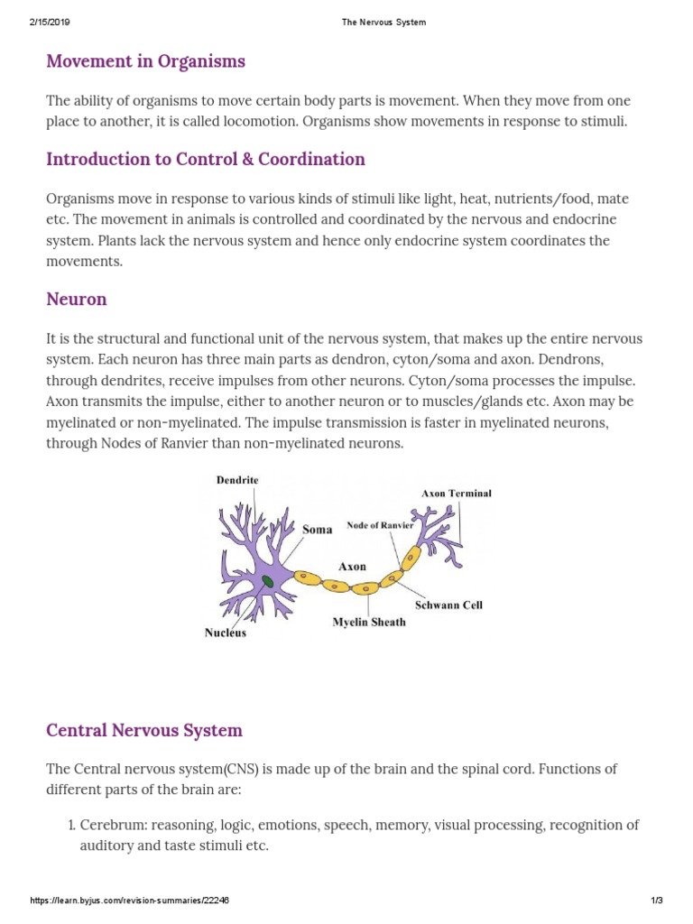 The Nervous System | PDF | Nervous System | Central Nervous System