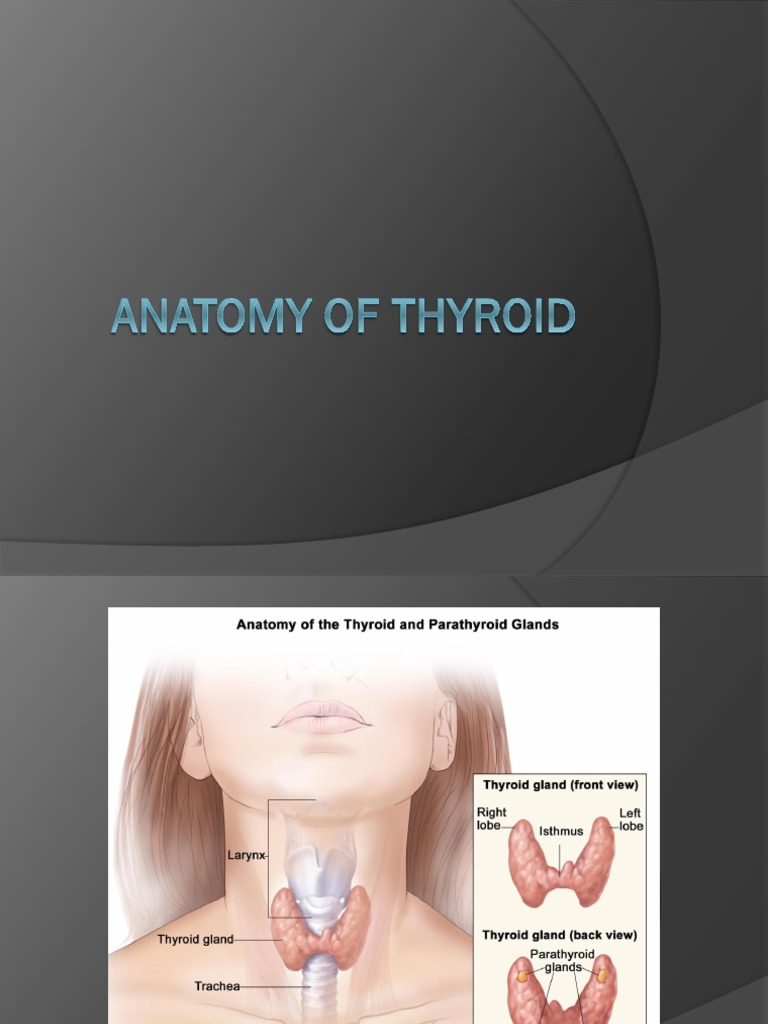 Anatomy of Thyroid | PDF | Thyroid | Hyperthyroidism