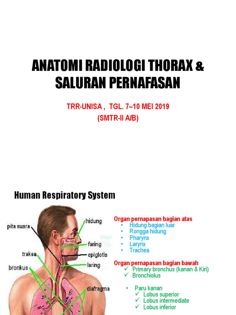 Anatomi Radiologi Thorax & Saluran Pernapasan | PDF | Kesehatan Holistik